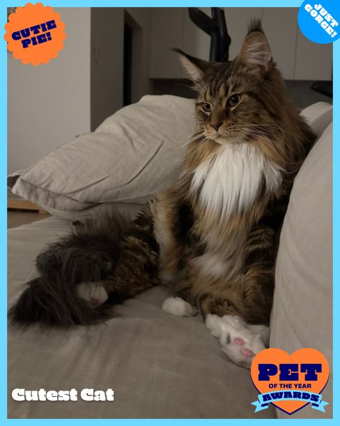 Chooksy | RSPCA Pet of the Year Awards 2026 | Australia's Biggest Pet ...
